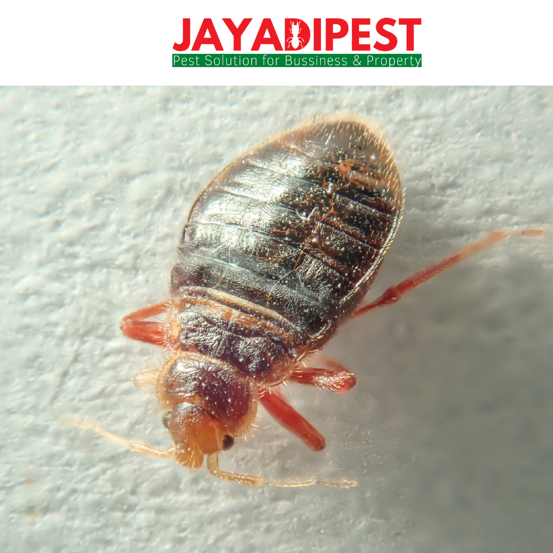 Kutu Kasur dan Pengendalian Hama: Cara Efektif Mengatasi Masalah Kutu ...